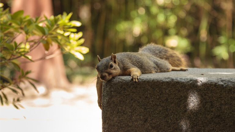Hitze: So kühlen sich Tiere ab · Dlf Nova