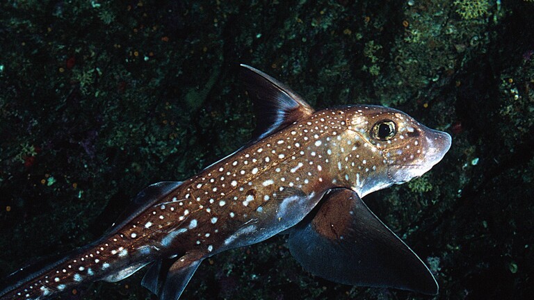 Gefleckte Seeratte: Fisch mit Zähnen auf der Stirn · Dlf Nova