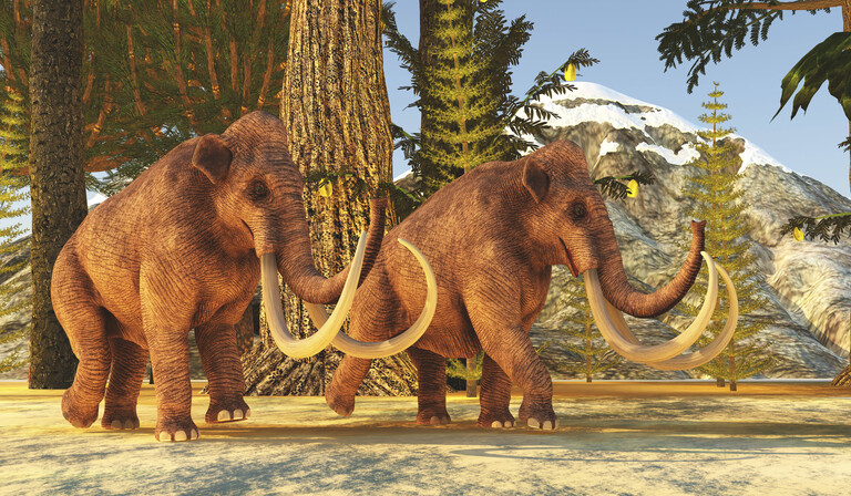 Dodo, Quagga, Conus lugubris: Ab wann gilt eine Tierart als ...