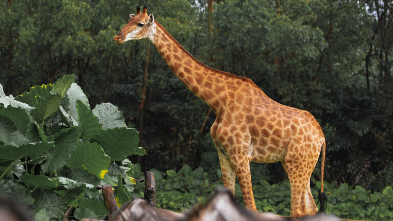 Tierschutz per GPS: Wie die Giraffenpopulation in Kenia erhalten bleiben soll · Dlf Nova