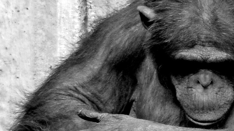 Evolution: Schimpansen lernen wohl noch als Erwachsene · Dlf Nova