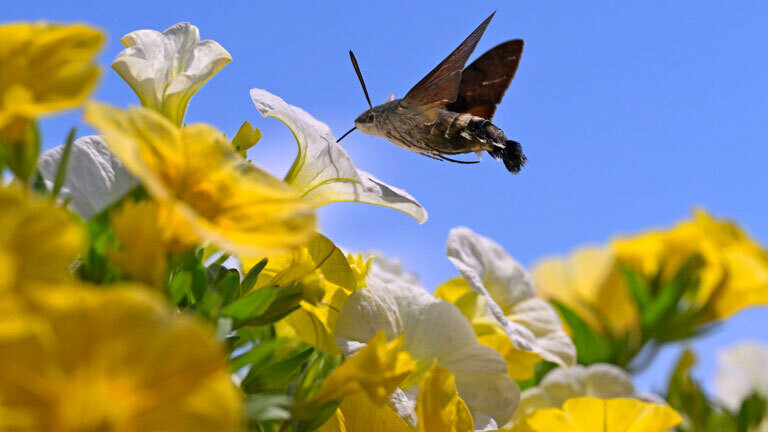 Deutschlandfunk Nova: Es ist kompliziert. Dazu guter Pop. · Dlf Nova
